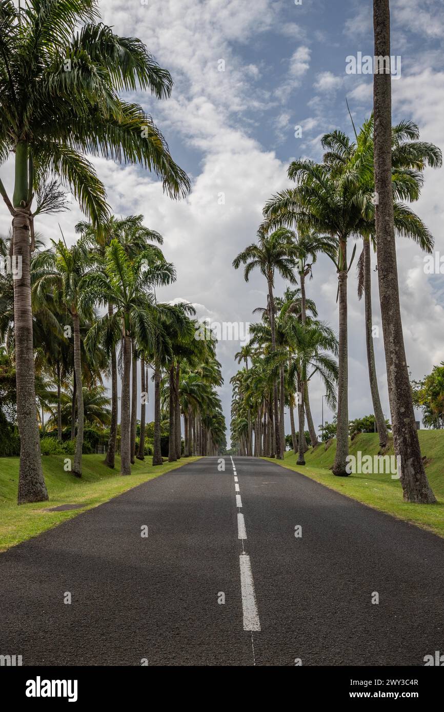 The famous palm avenue l'Allee Dumanoir. Landscape shot from the centre ...