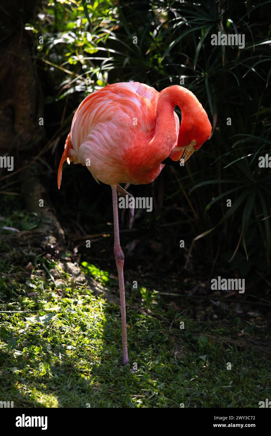 Portrait of a flamingo. Beautiful shot of the animals in the forest on ...