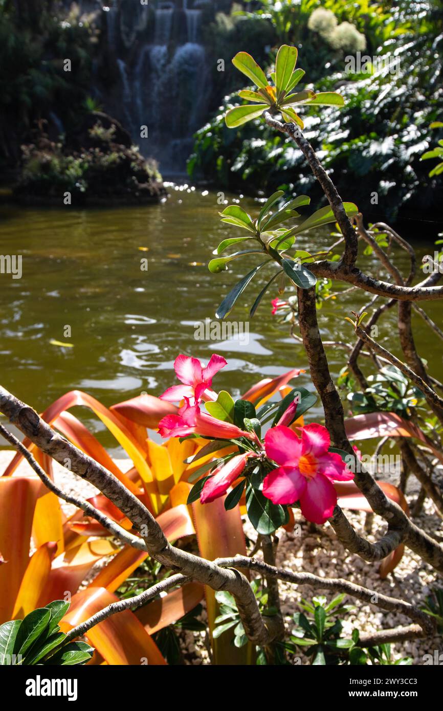 Jardin Botaniqu de Deshaies, botanical garden with flora and fauna in ...