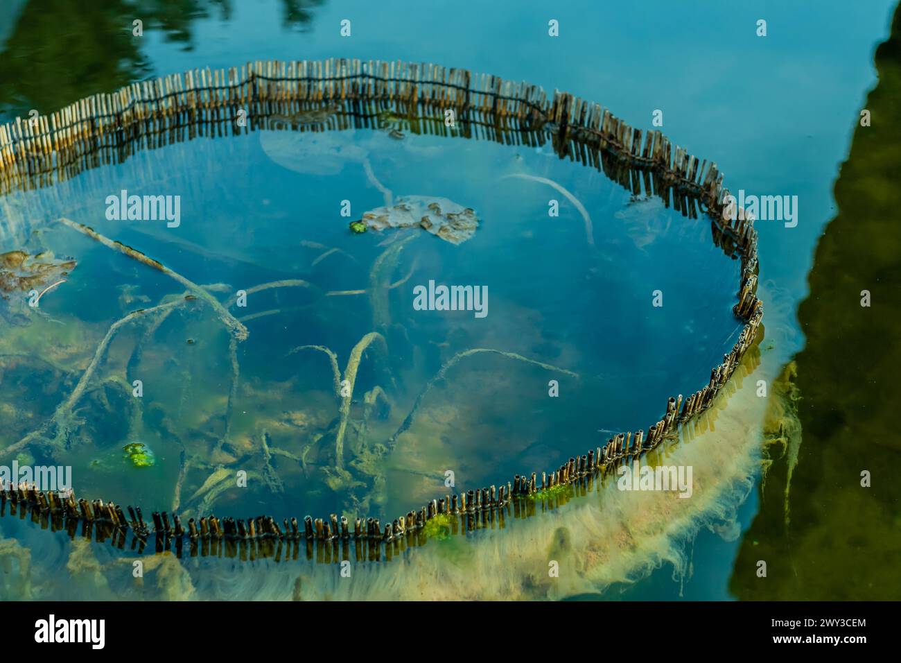 Plants within wicker container growing in water of man made pond in ...