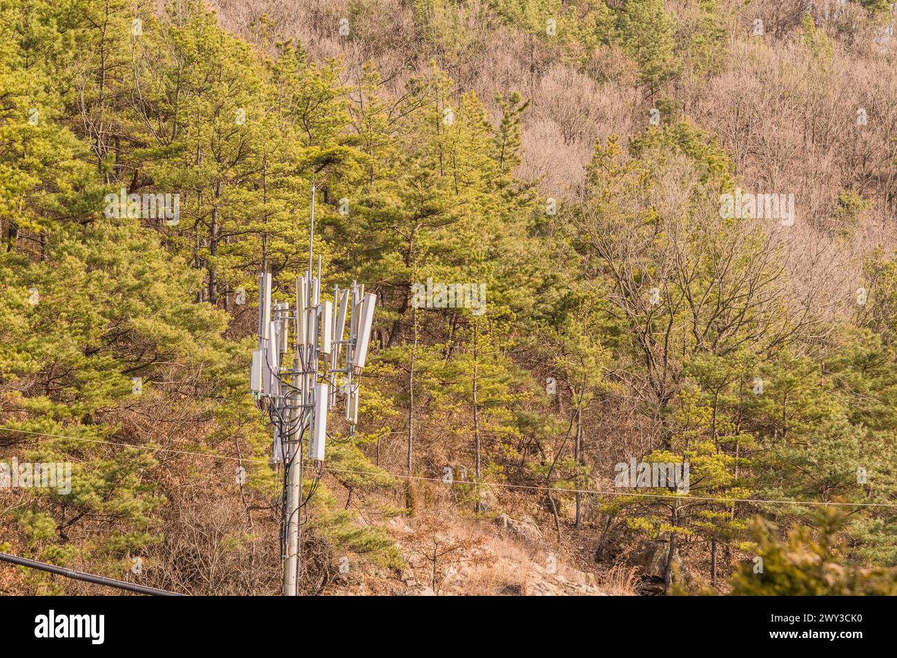 Technological contrast with a cell tower rising above a hillside of ...