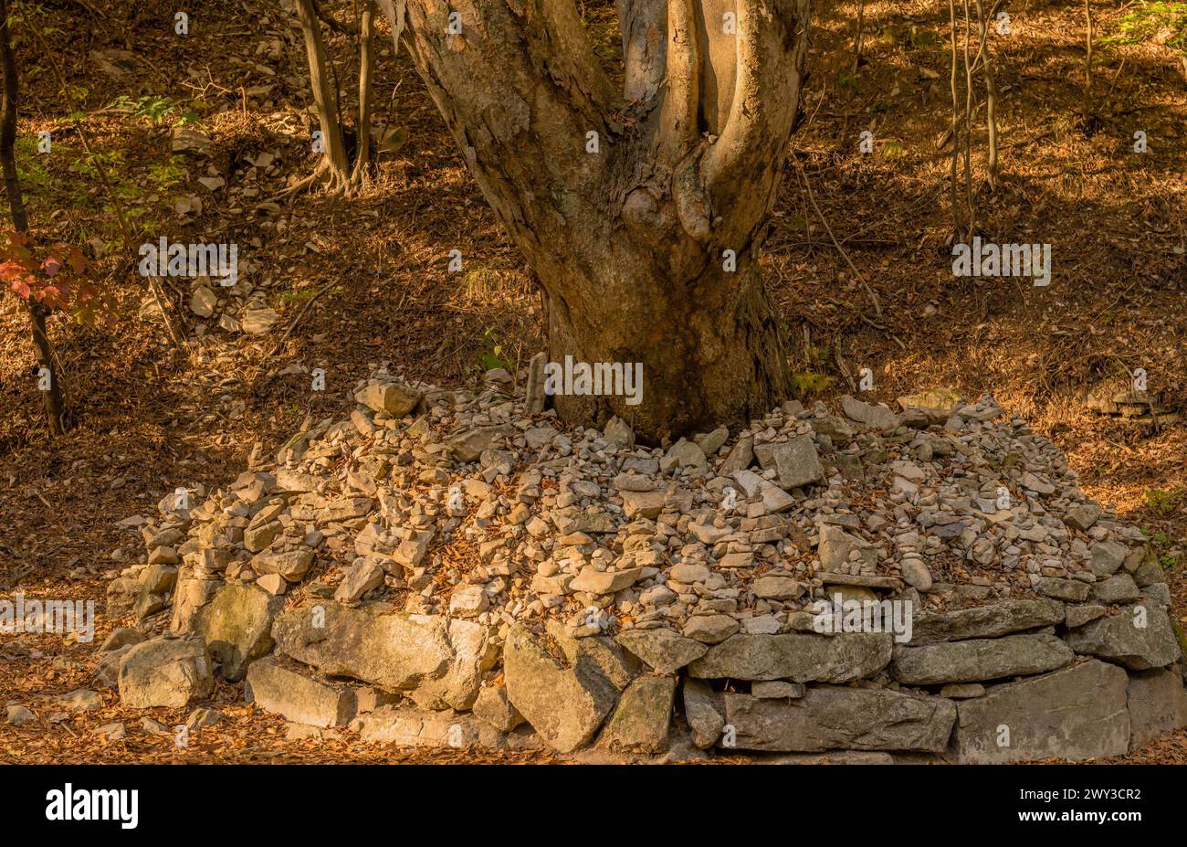 Pebble stacks surrounding base of tree in woodland park in South Korea ...