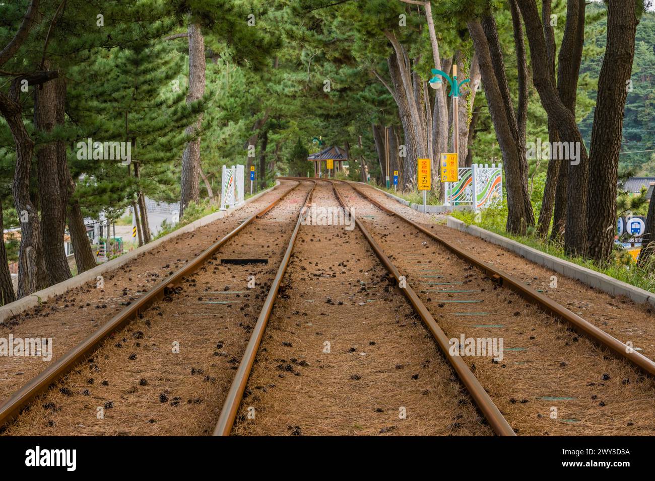 Straight railway tracks running through a pine forest with pine needle ...