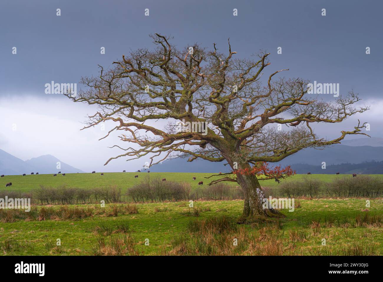 Single windswept tree without leaves looks in a meadow with grazing ...