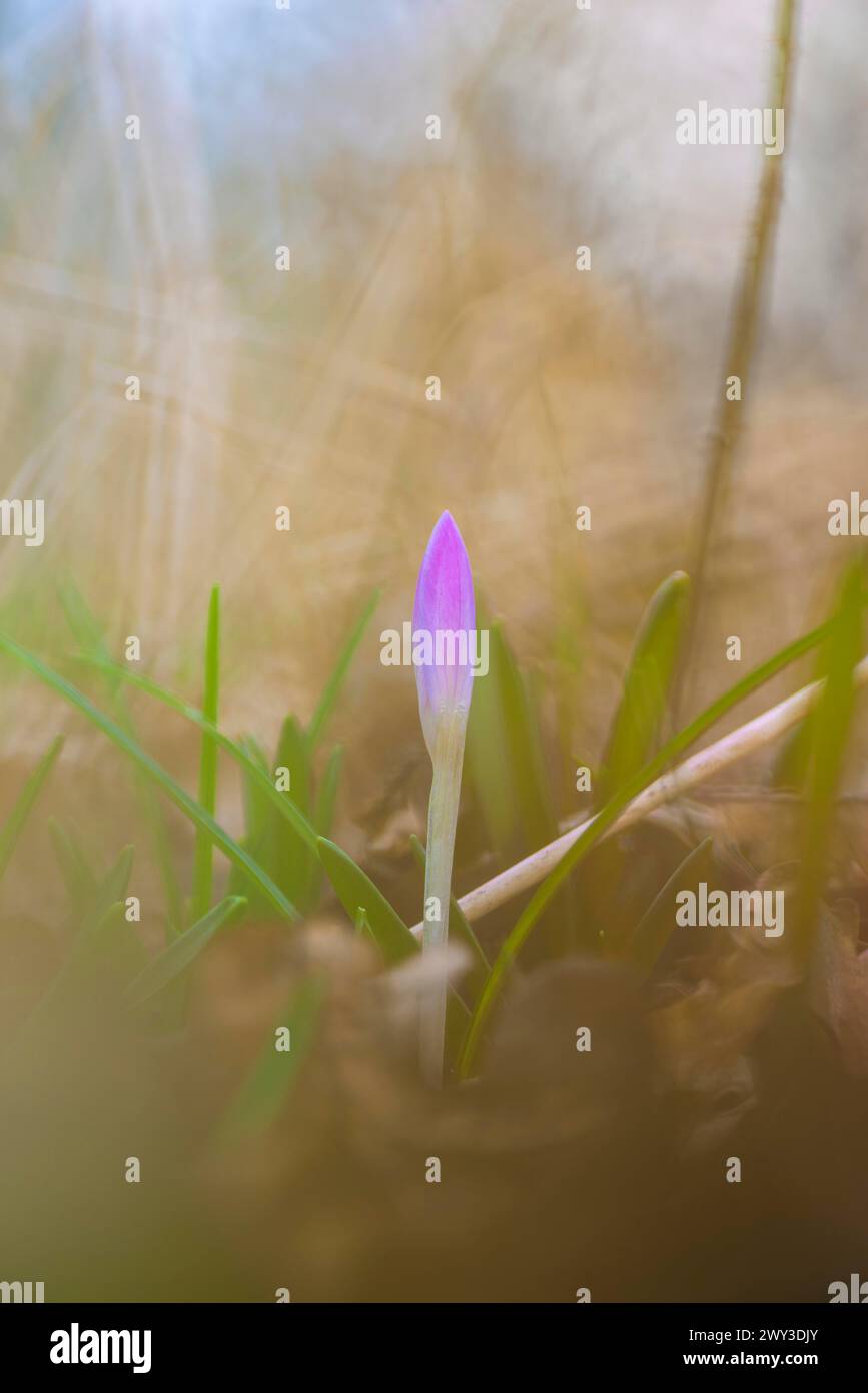 Nature photograph of a spring crocus (Crocus vernus) in diffuse light ...
