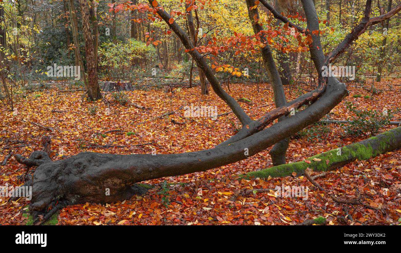 Nature photograph of a very crooked beech tree, Neustadt am Ruebenberge ...