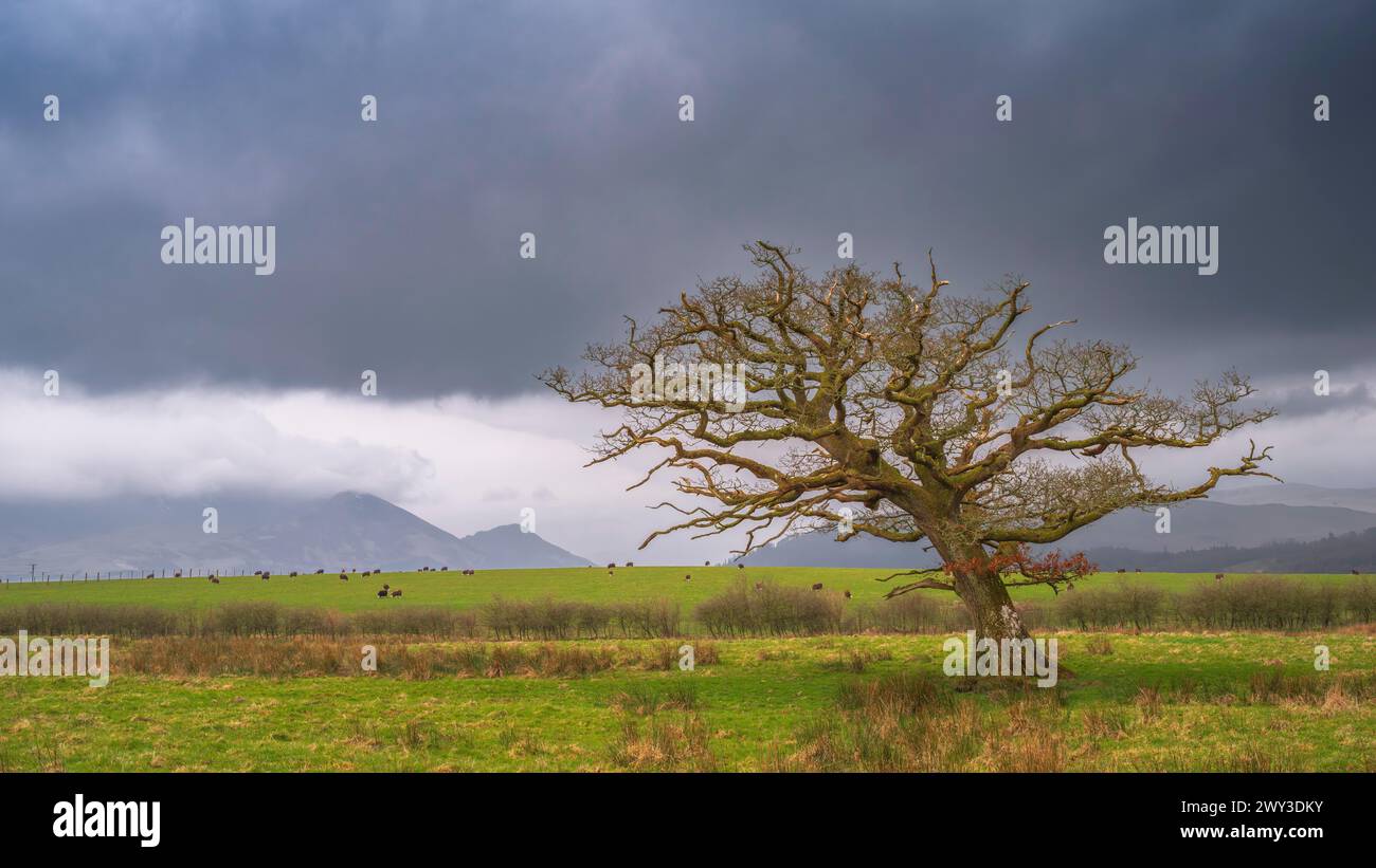 Cow and clouds hi-res stock photography and images - Alamy