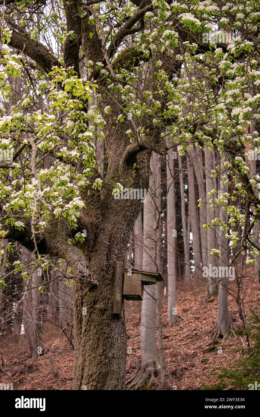 A birdhouse on a flowering pear tree (Pyrus communis) in the Neubeuern ...