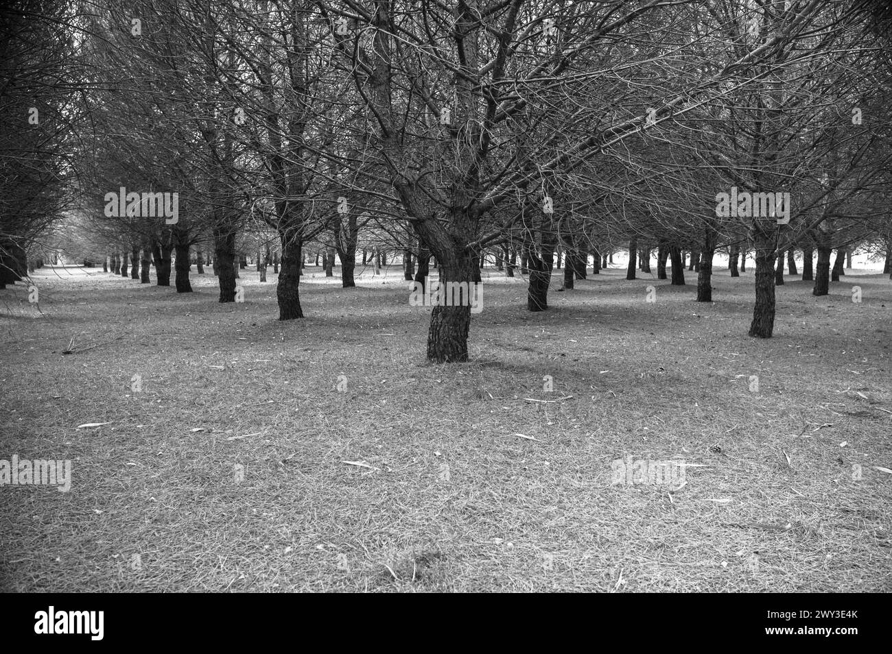Forest, wood, trees, france Stock Photo - Alamy