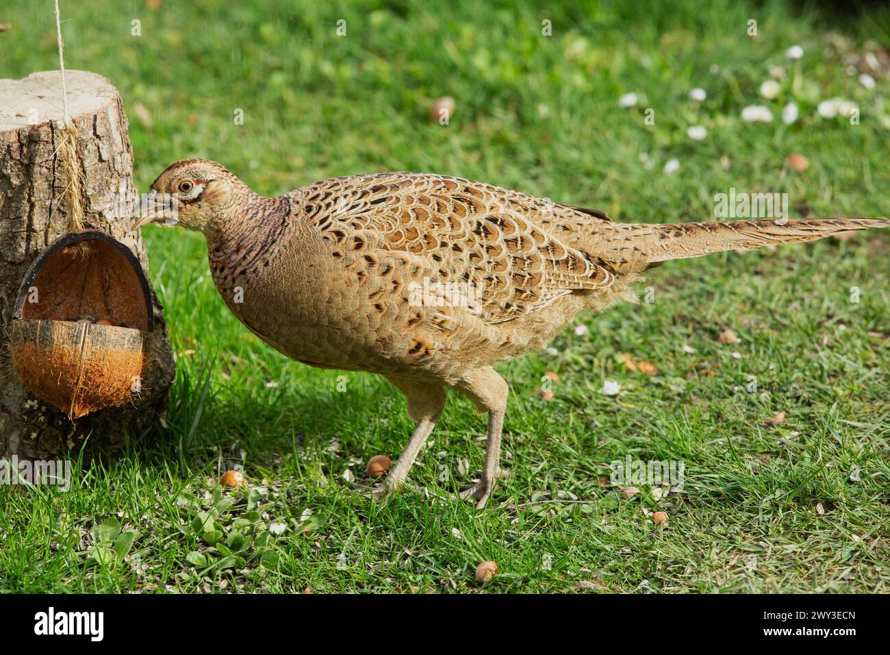 Female pheasant standing in green grass next to tree stump with food ...