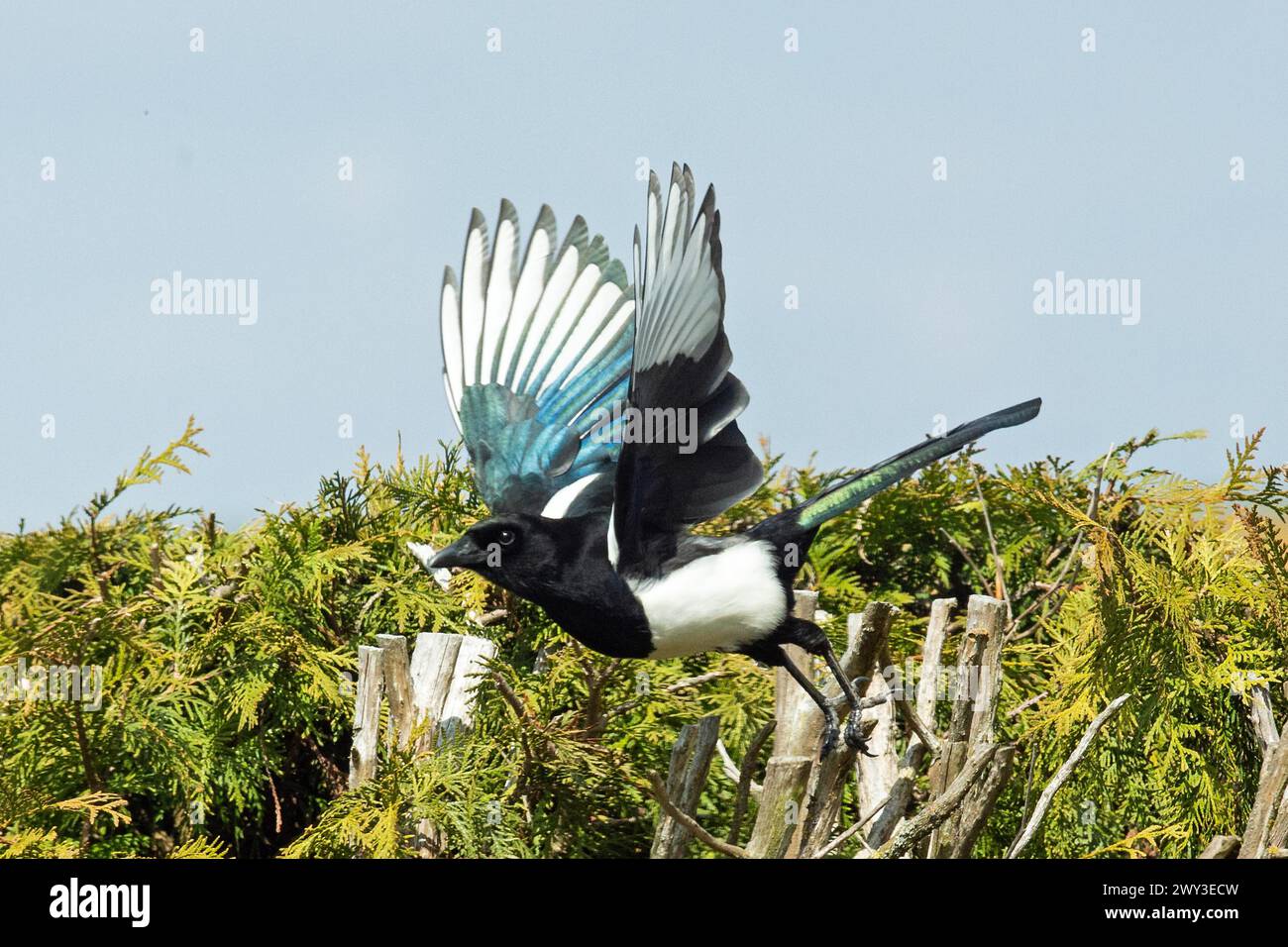 Magpie with open wings in front of garden hedge and blue sky flying off ...