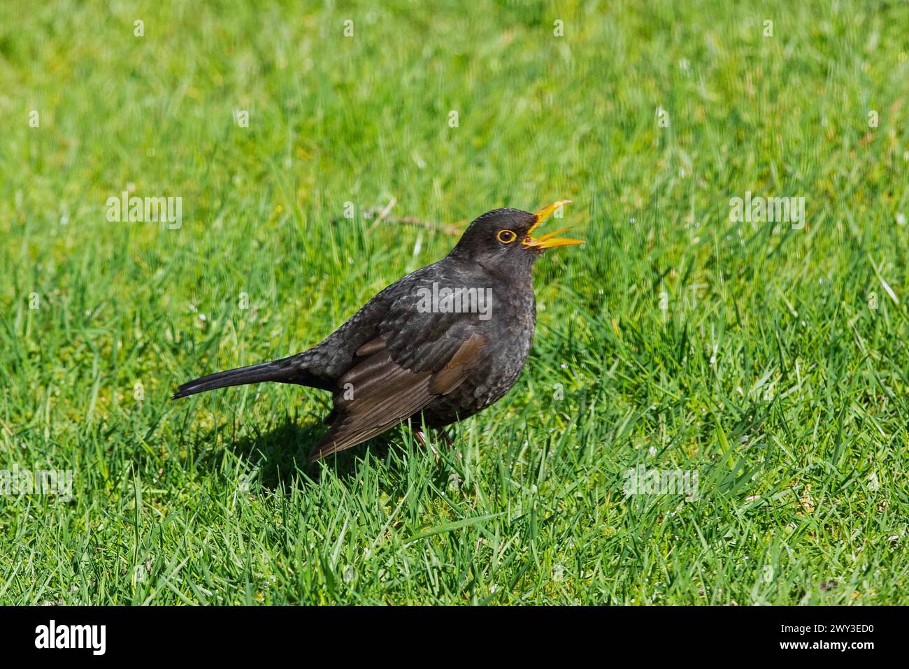 Male blackbird with open beak standing in green grass looking right ...