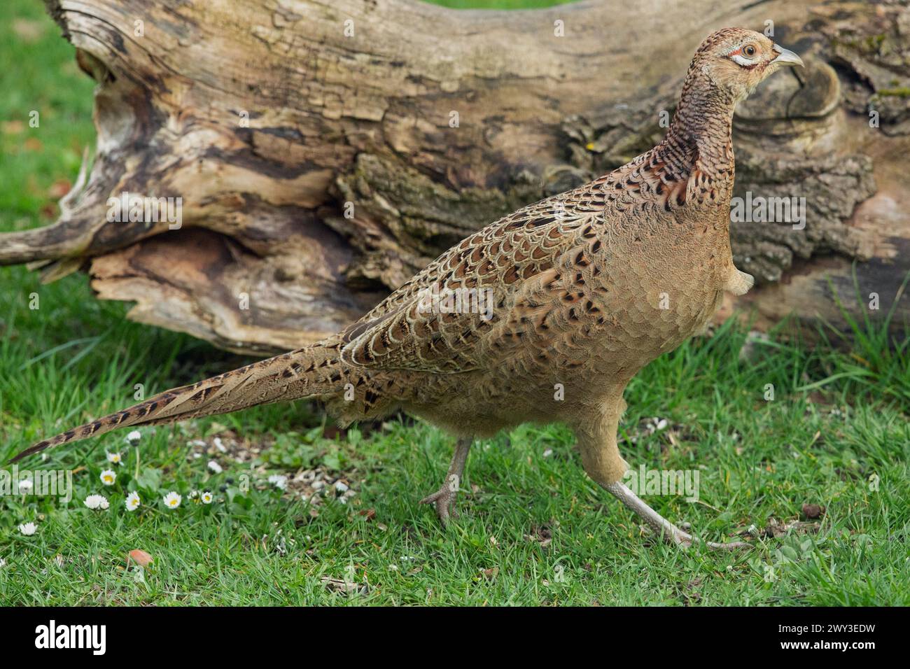 Female pheasant standing in green grass in front of tree stump, looking ...