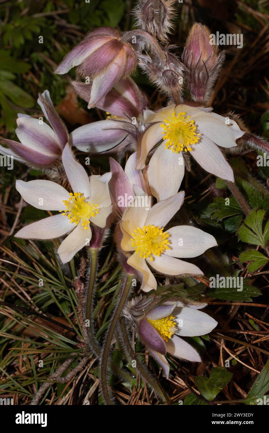 Spring pasque flower a few open pink flowers on top of each other Stock ...