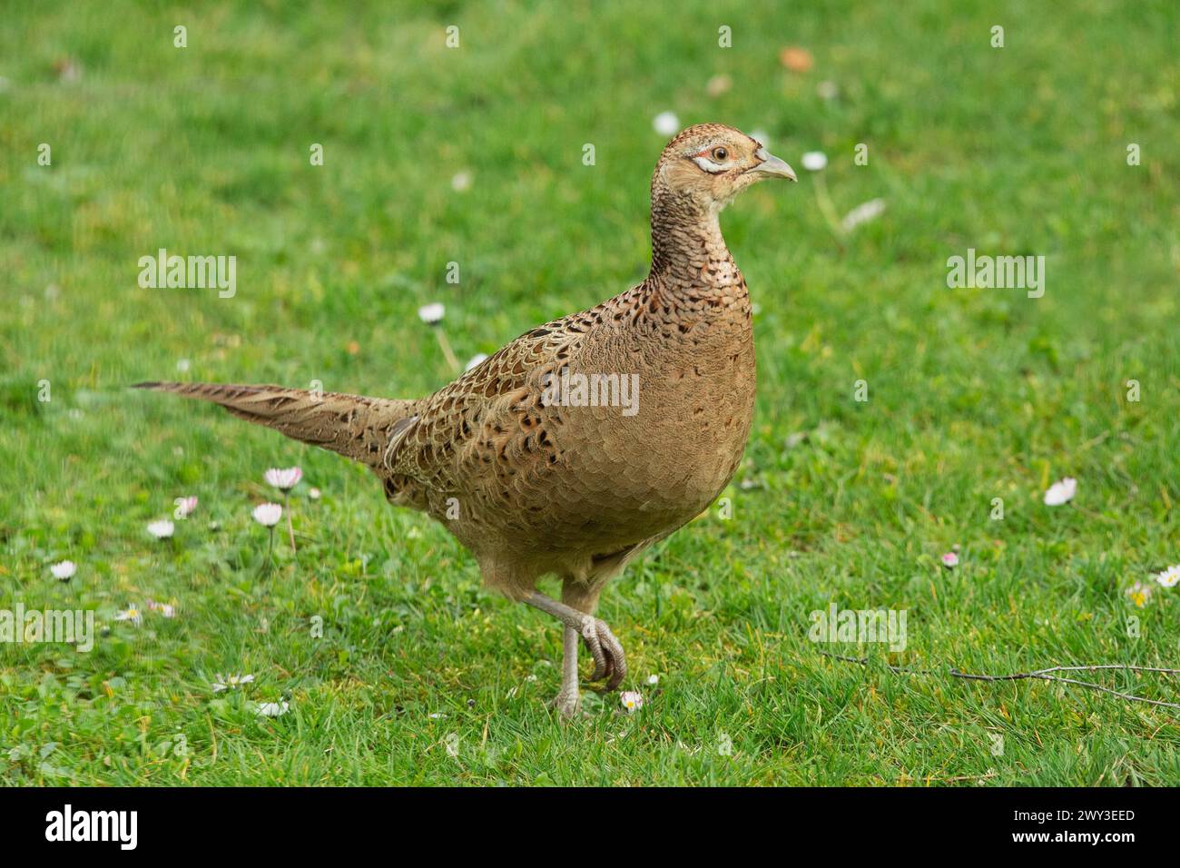 Pheasant female standing in green grass looking right Stock Photo - Alamy