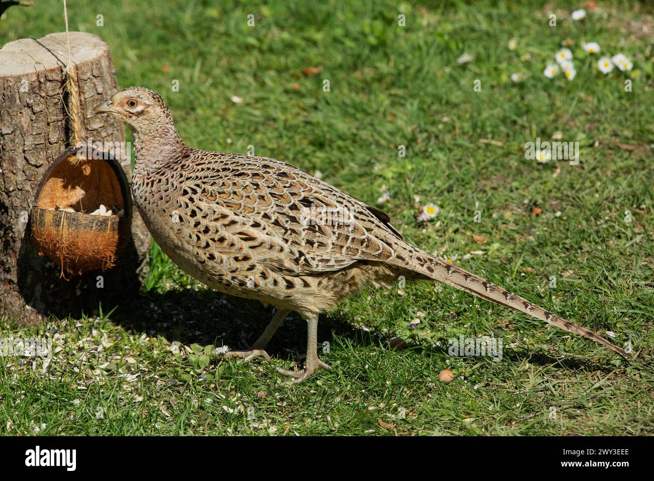 Female pheasant standing in green grass next to tree stump with food ...