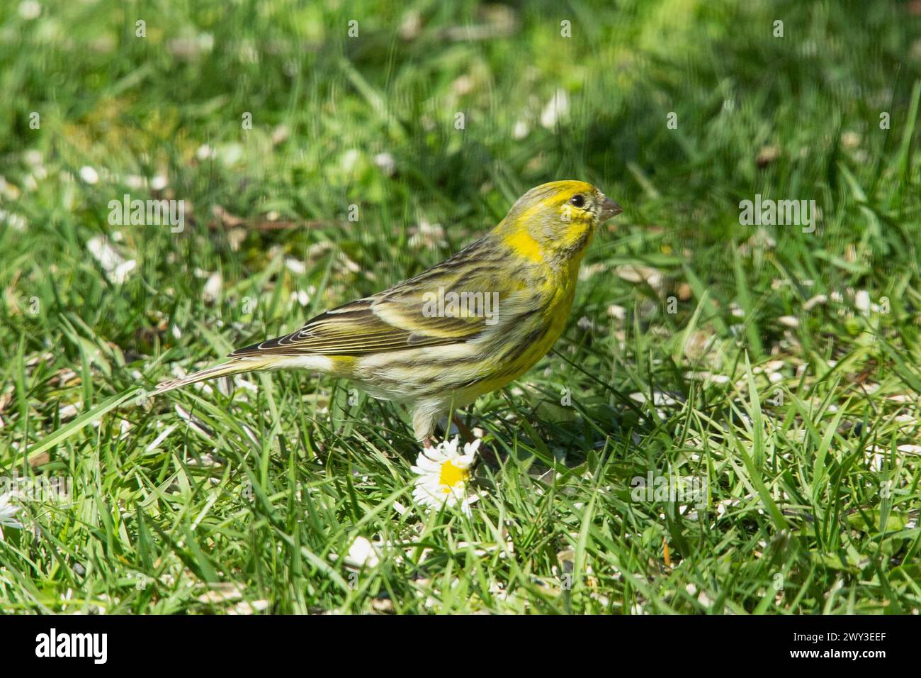 Serin grass hi-res stock photography and images - Alamy