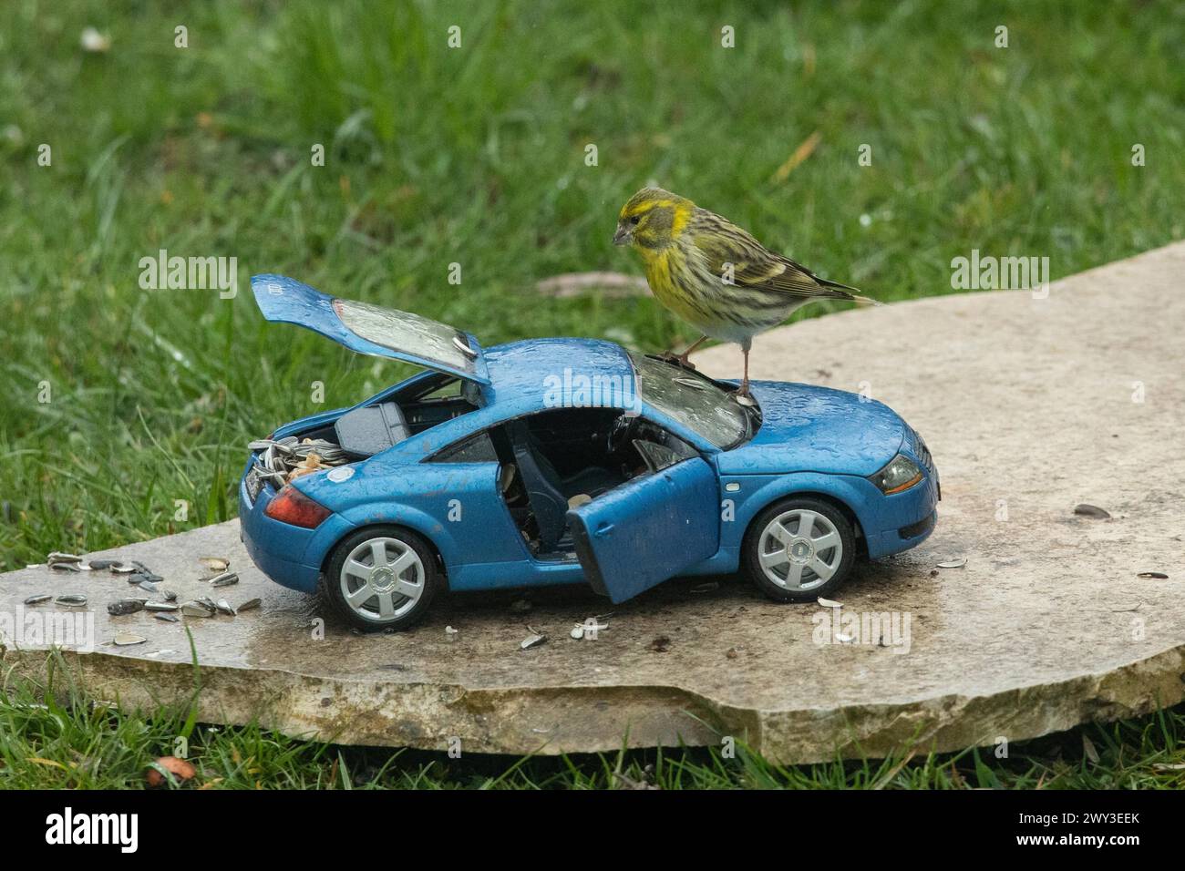 Serin on blue model car Audi TT standing on stone plate in green grass ...