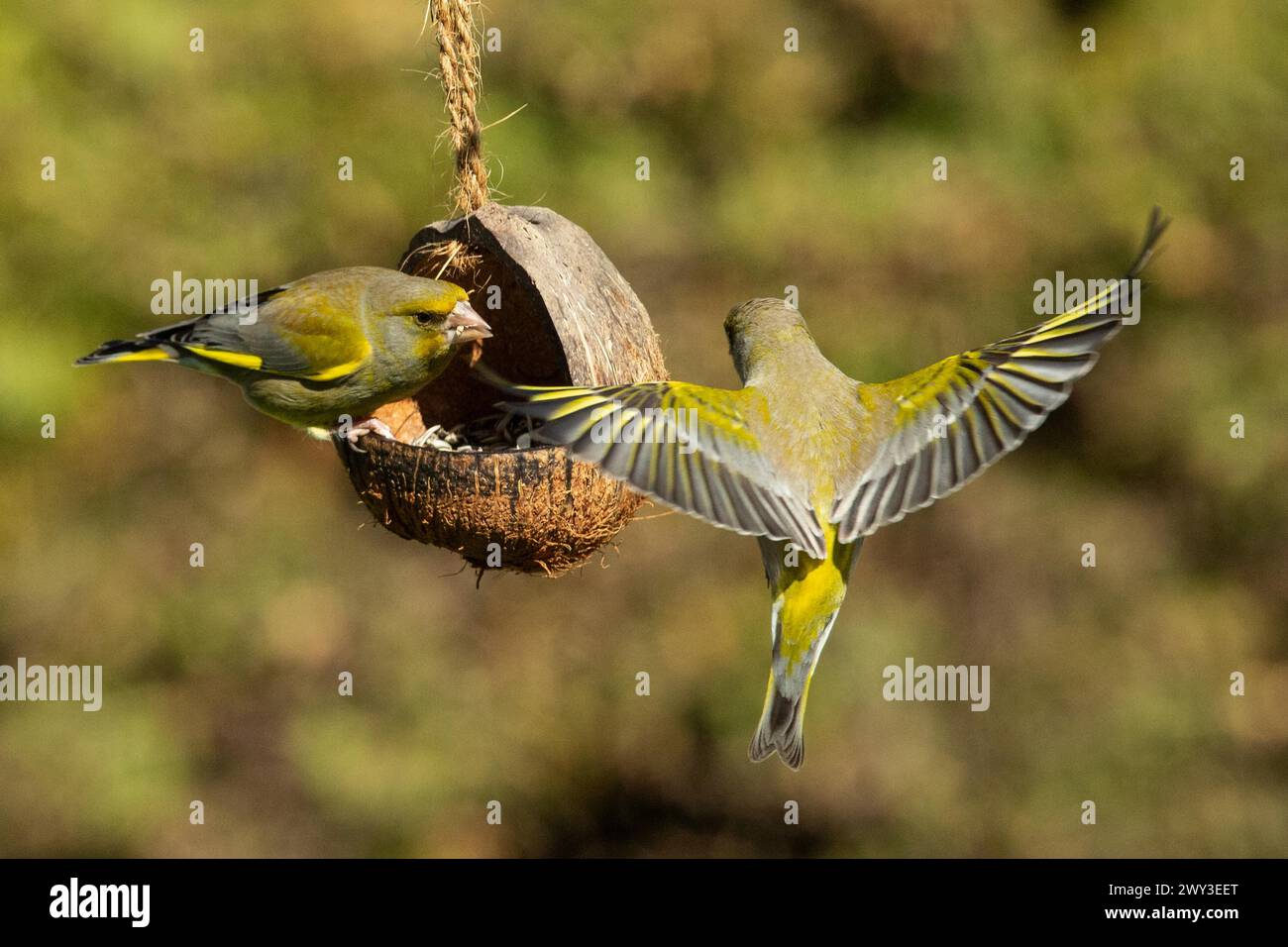 Greenfinch two birds with food in beak sitting on feeding dish looking ...