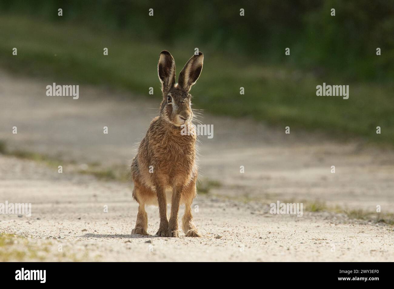 Brown hare standing on a path looking from the front Stock Photo - Alamy