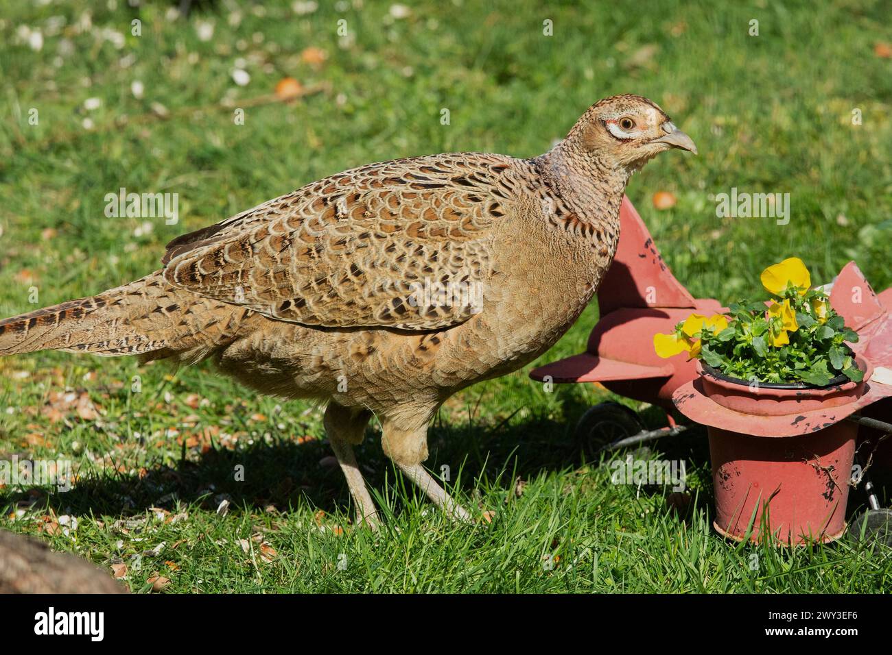 Female pheasant standing next to aeroplane with flower pot in green ...