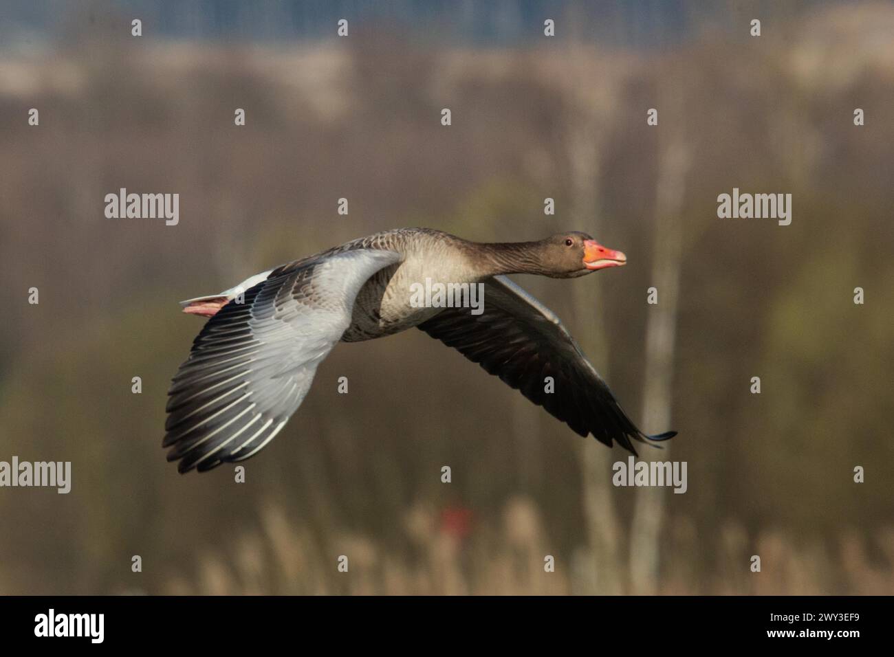 Greylag goose open wings hi-res stock photography and images - Alamy
