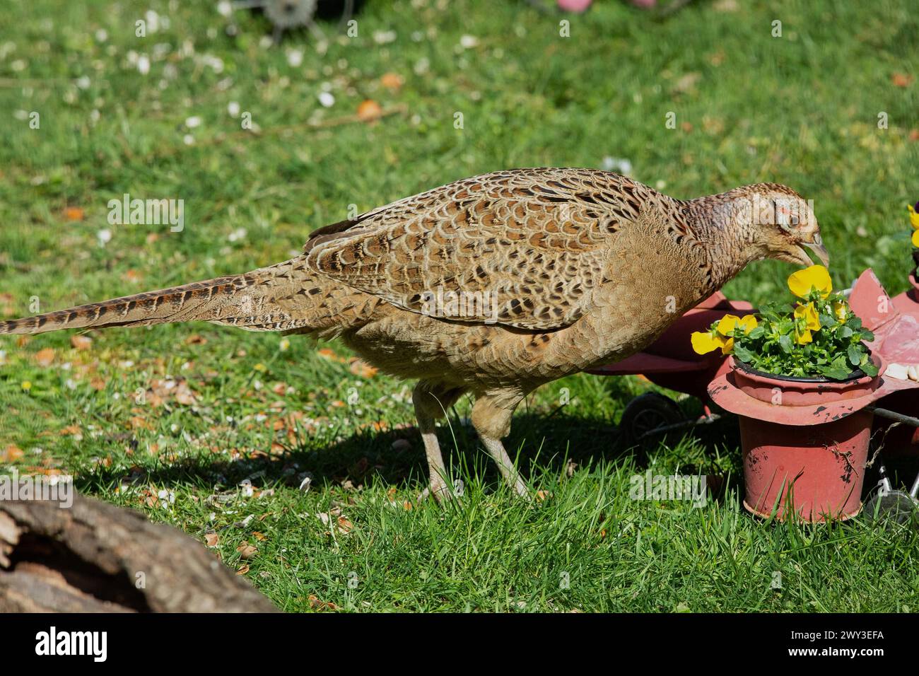Female pheasant with open beak standing next to aeroplane with flower pots in green grass ...