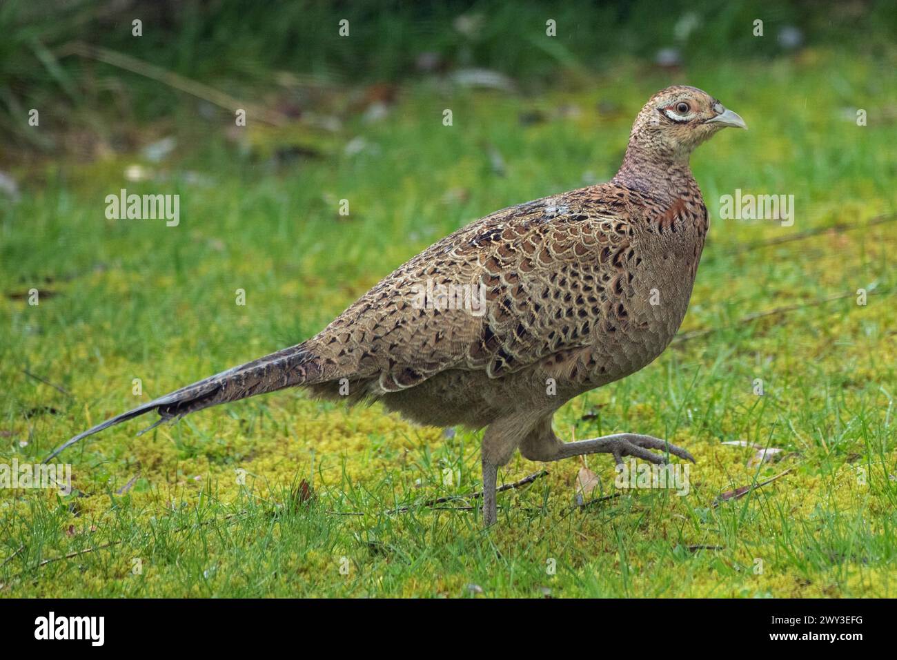 Pheasant female standing in green grass looking right Stock Photo - Alamy