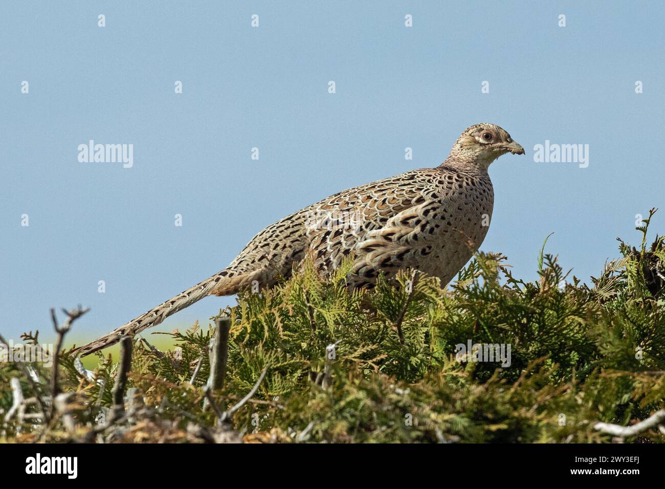 Female blue pheasant bird hi-res stock photography and images - Alamy