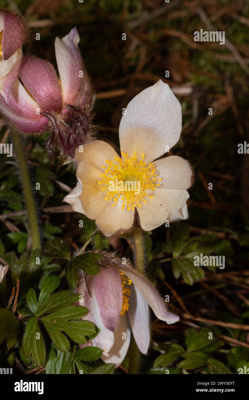 Open and closed flower hi-res stock photography and images - Alamy