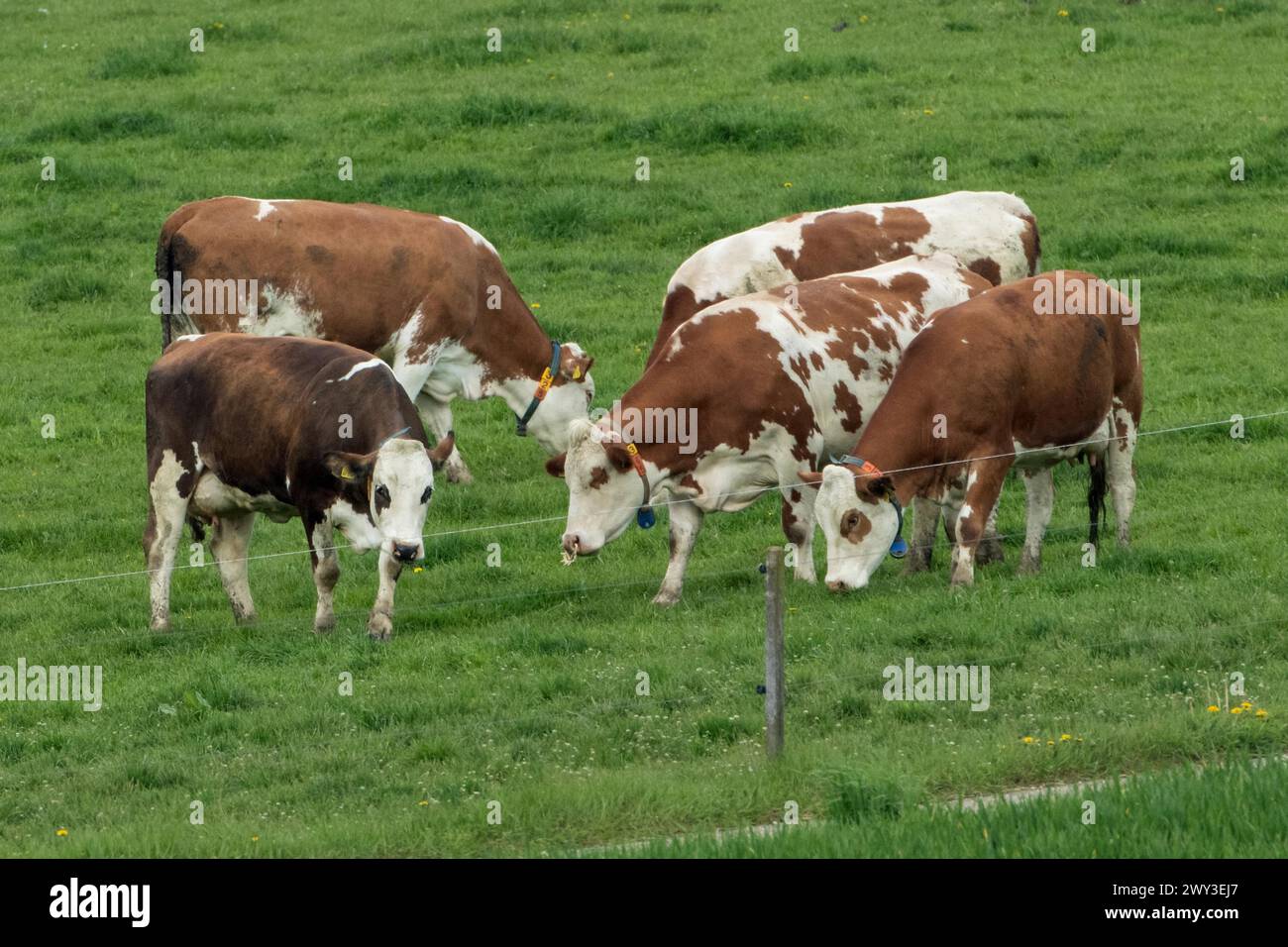 Cattle five animals standing on pasture in green grass different seeing ...