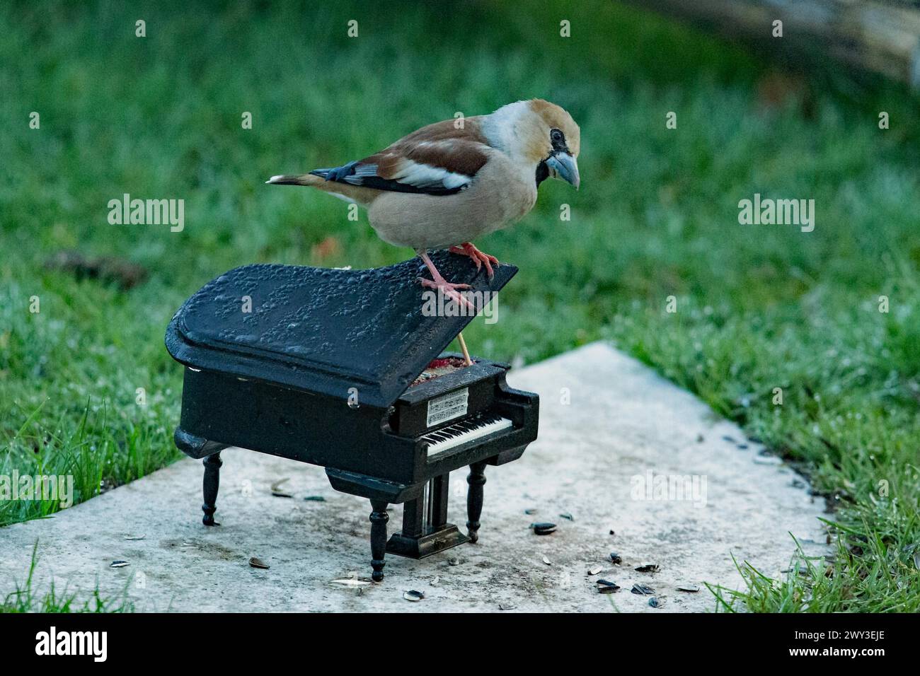 Piano stand hi-res stock photography and images - Alamy