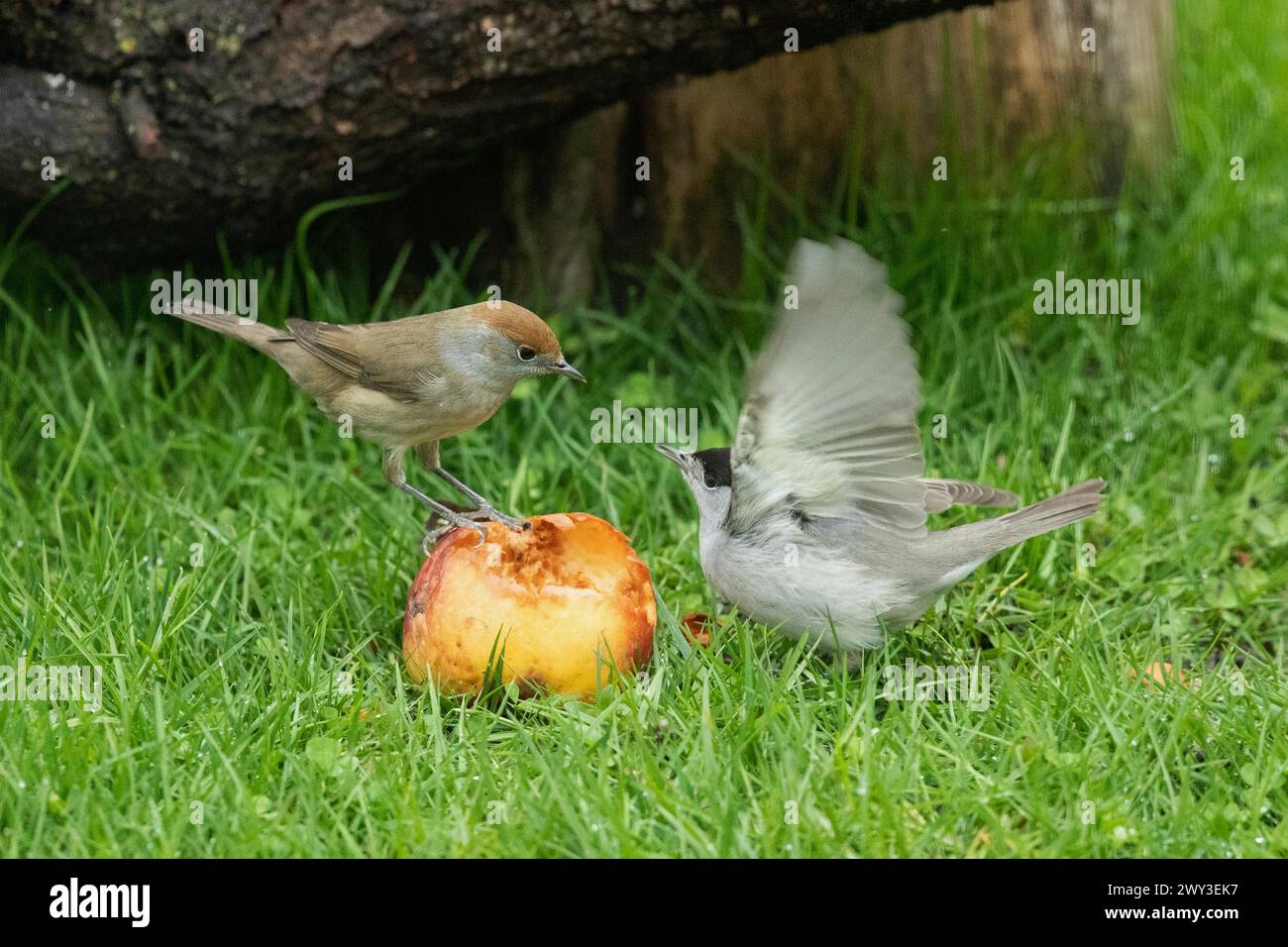 Female and male blackcap hi-res stock photography and images - Alamy