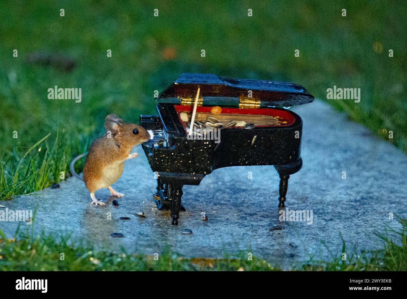 Rodent keyboard hi-res stock photography and images - Alamy