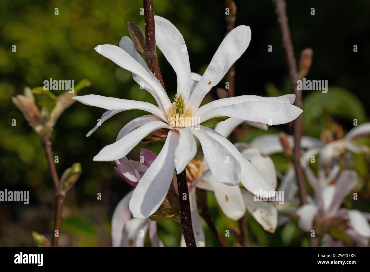 Tulip magnolia branch with open pink flower Stock Photo - Alamy