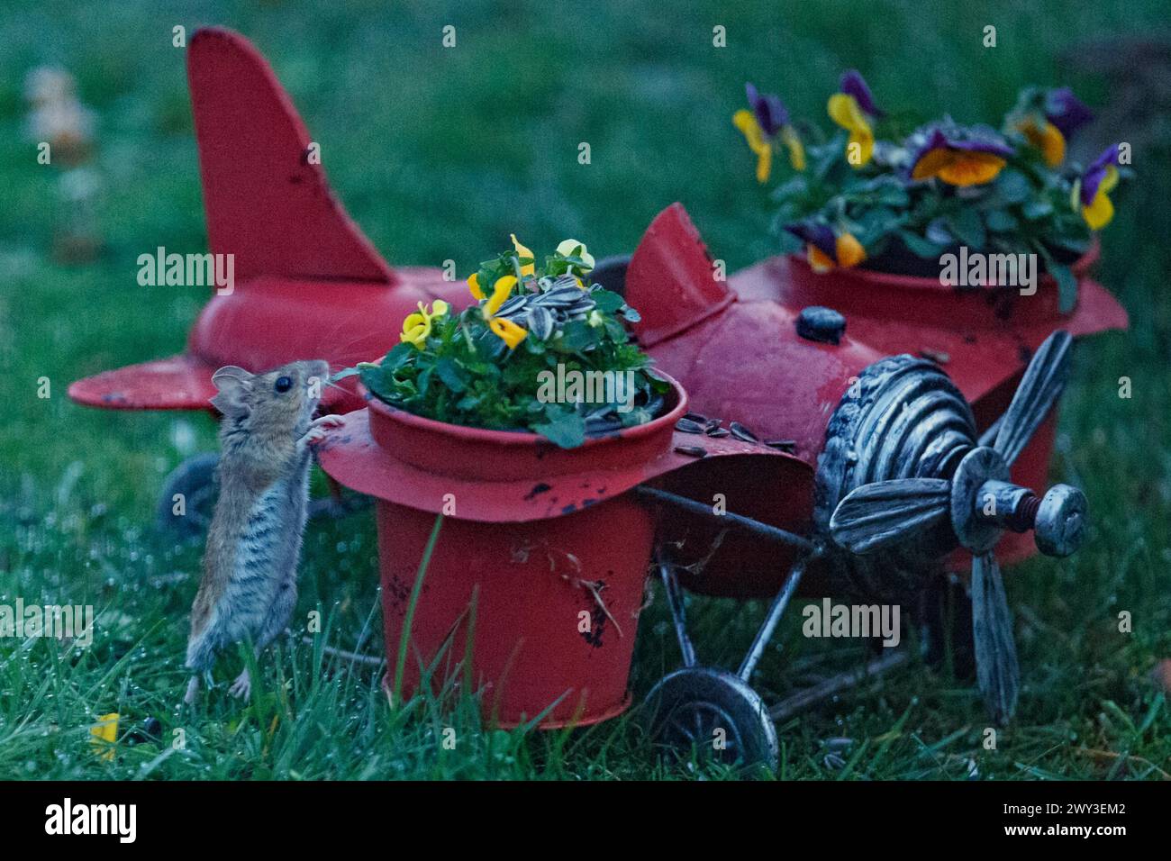 Wood mouse on aeroplane with flower pots standing in green grass ...