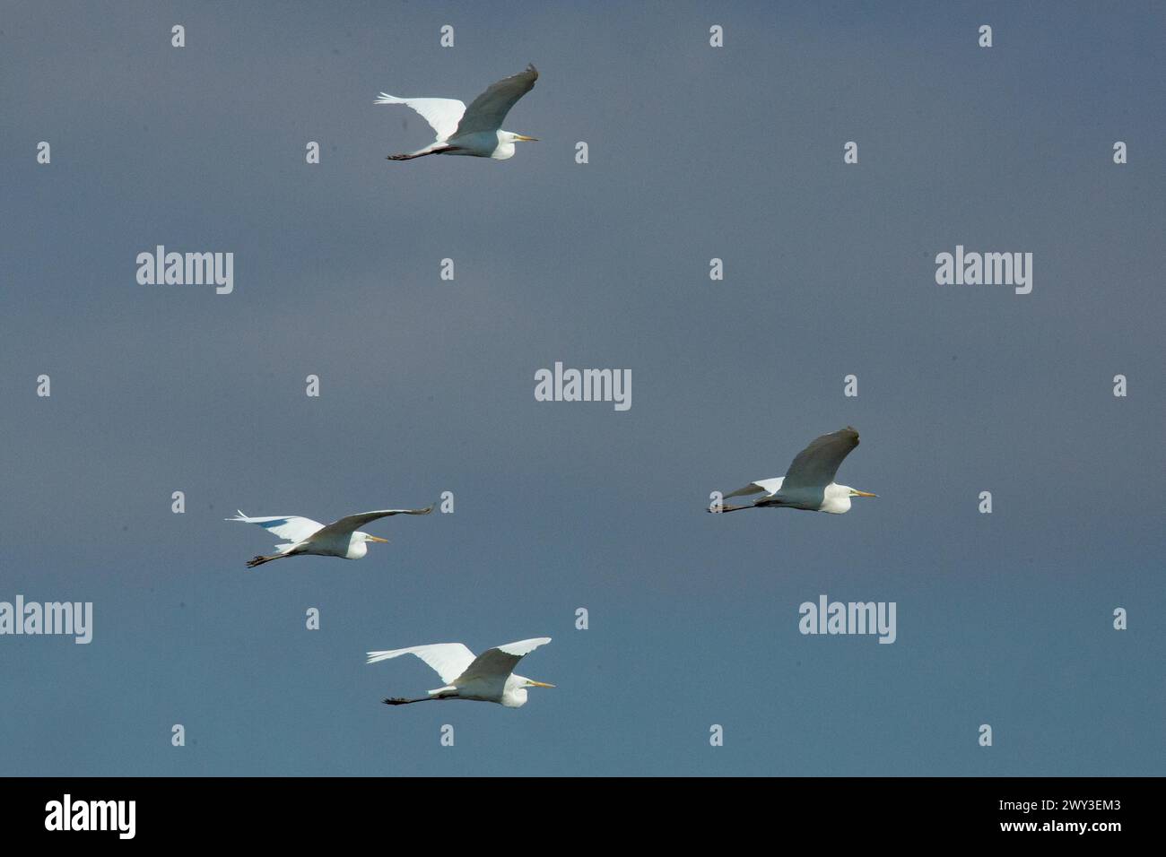 Great White Egret four birds with open wings flying right looking in ...