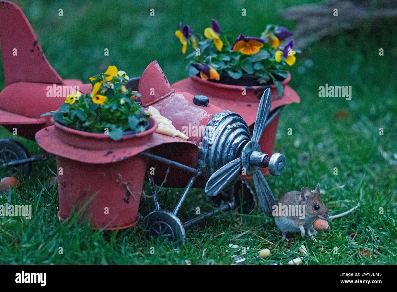 Wood mouse with nut in mouth next to aeroplane with flower pots ...