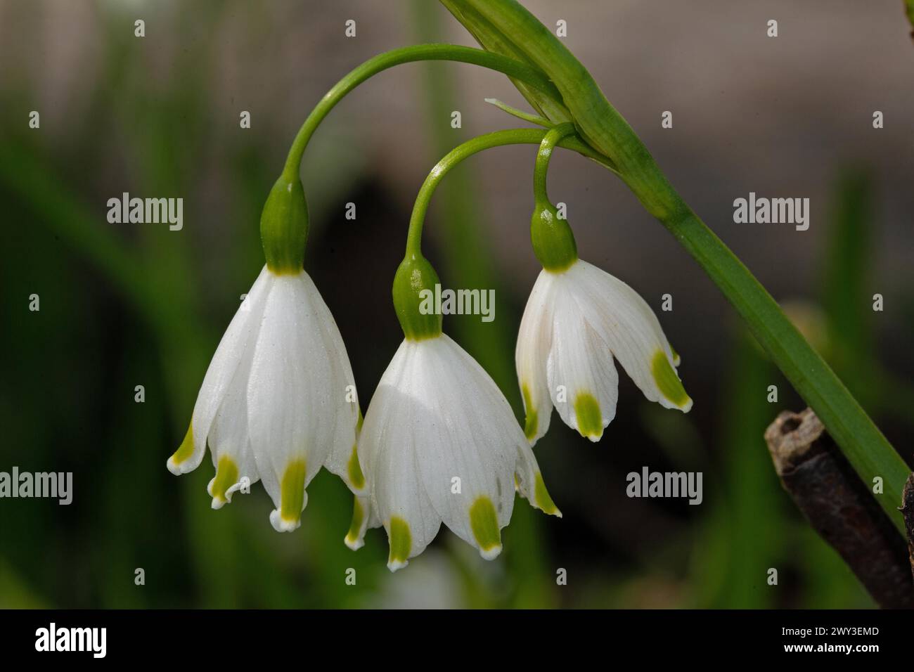 Summer knot flower green panicle with three open white flowers Stock ...