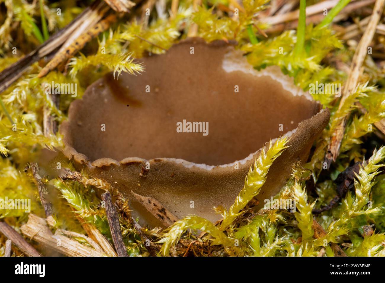 Black and white ribbed cup lobelia cup-shaped brown fruiting body in ...