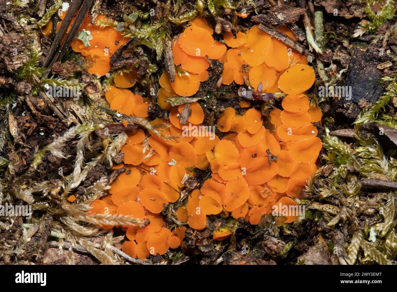 Spindle-spurred cup fungus many orange bowl-shaped fruiting bodies next ...