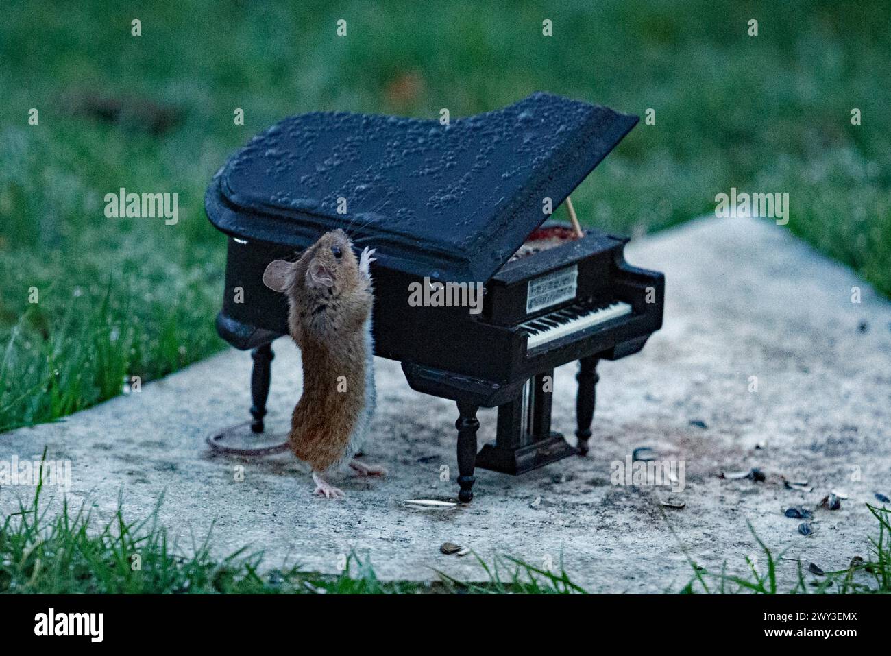 Wood mouse leaning against piano on stone slab in green grass standing ...