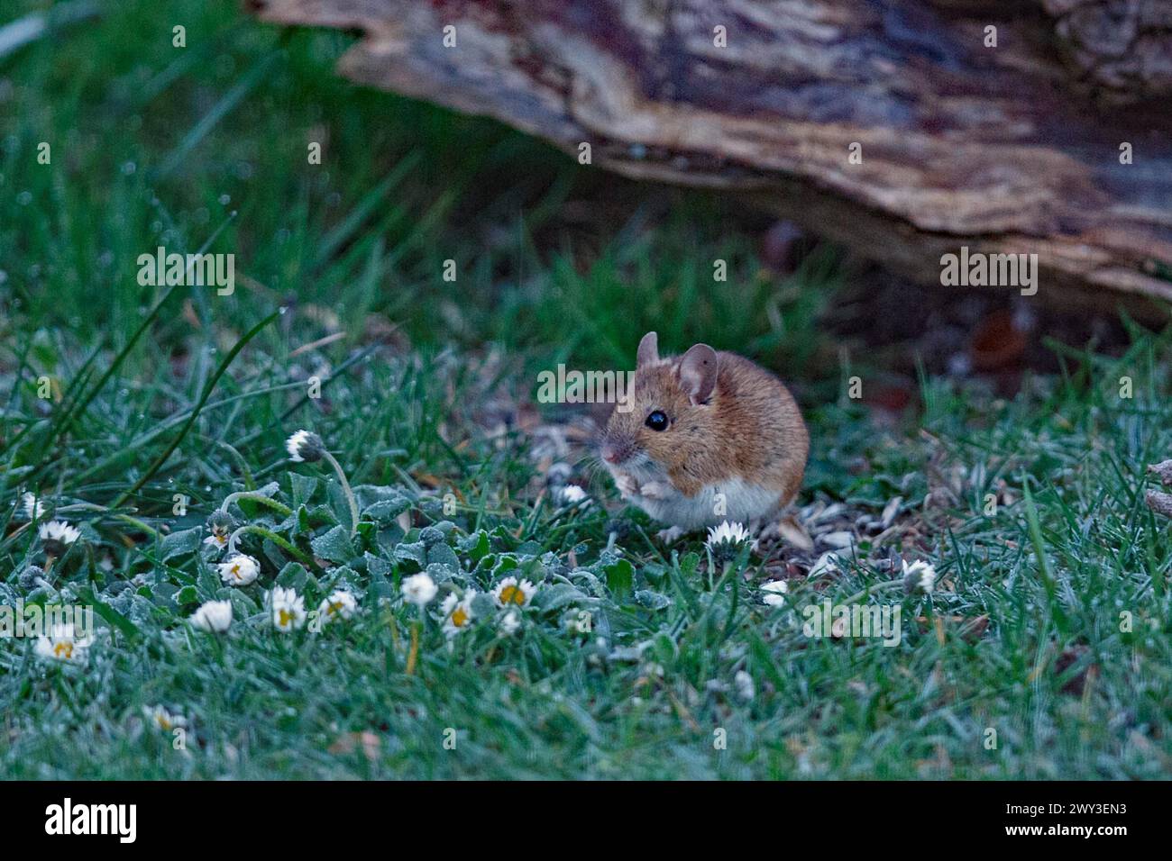 Wood mouse in green grass next to daisy standing left looking in front ...