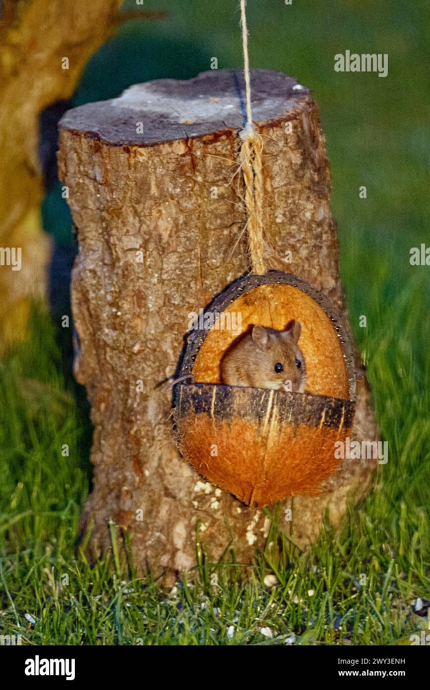 Wood mouse in food bowl sitting in front of tree trunk looking from the ...