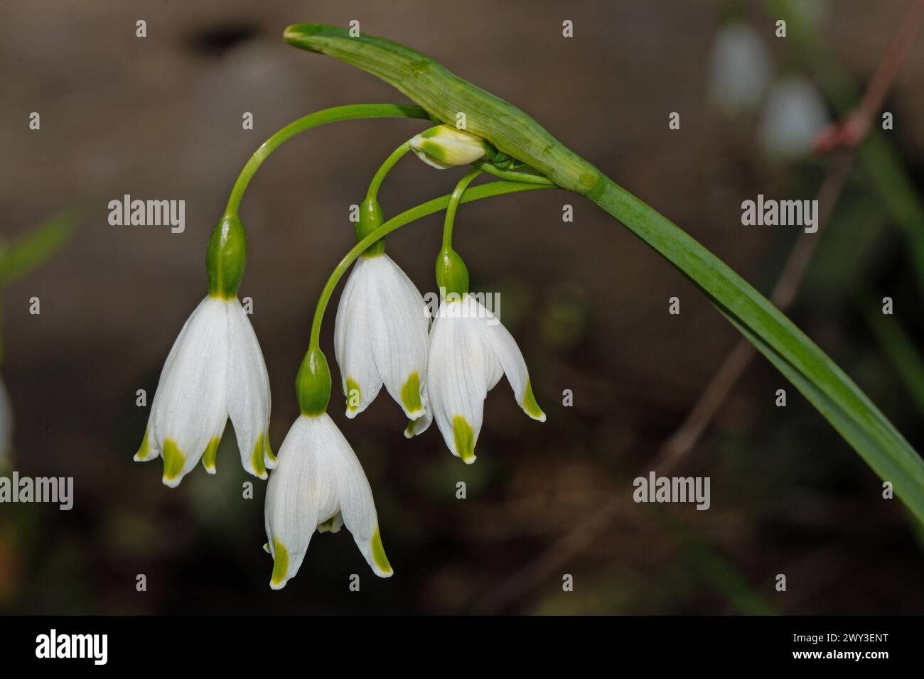 Four green plants hi-res stock photography and images - Alamy