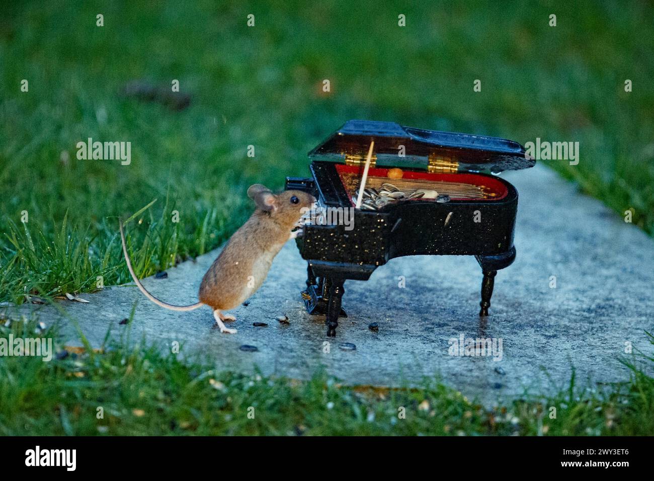 Wood mouse leaning on piano on stone slab in green grass standing on ...