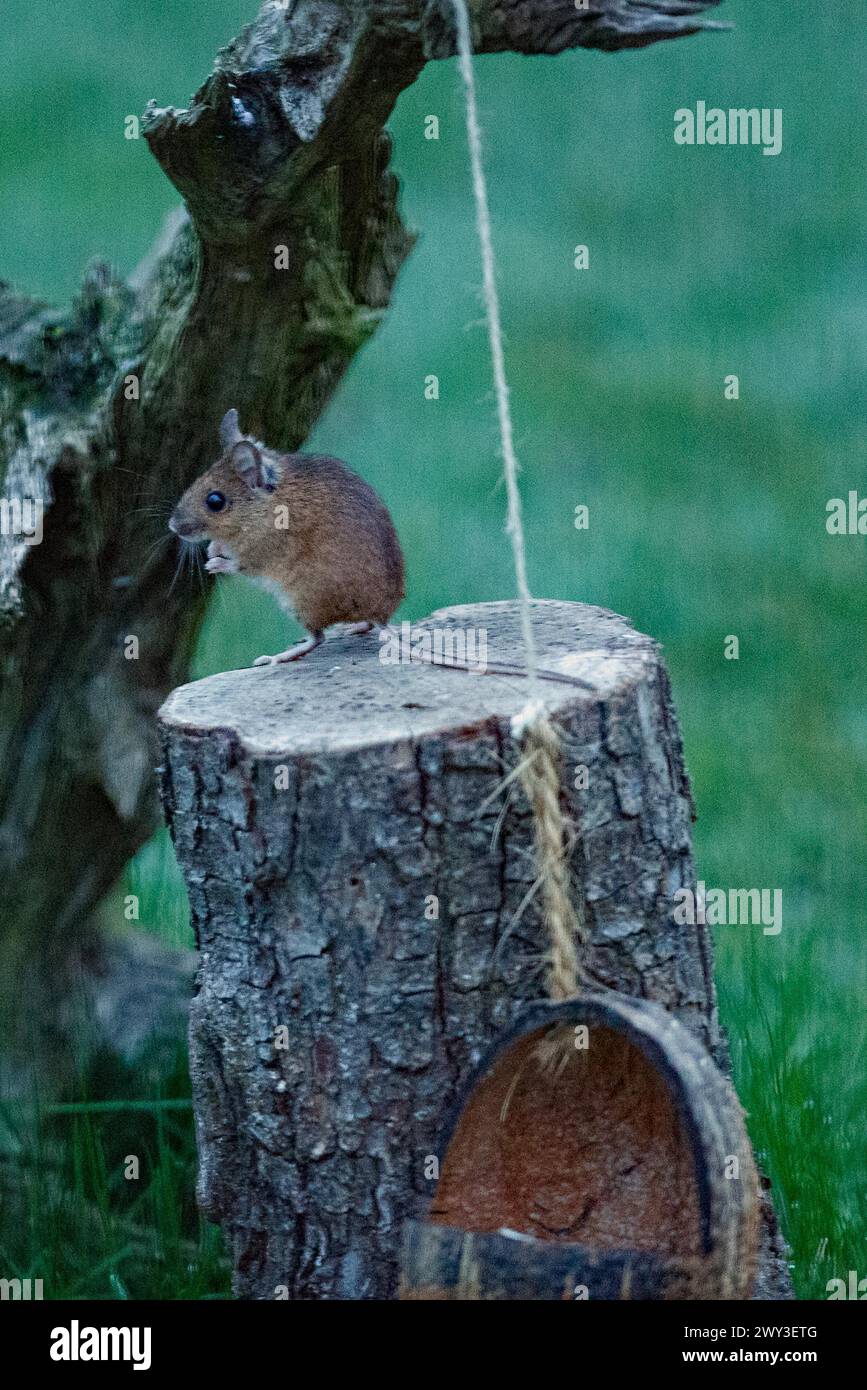 Tree mouse hi-res stock photography and images - Alamy