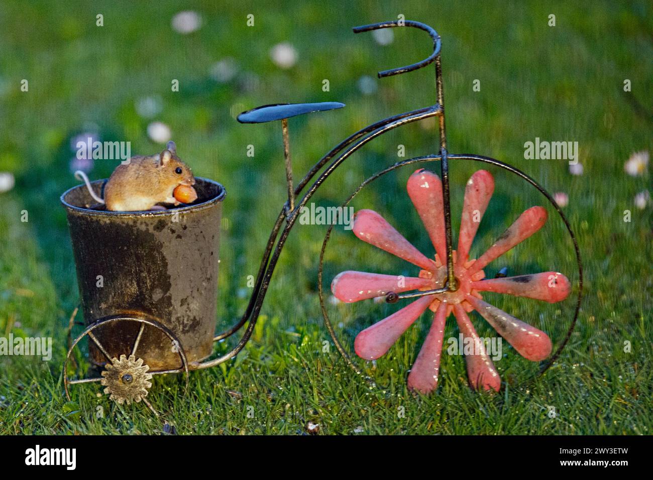 Wood mouse with nut in mouth in pot from bicycle standing in green ...