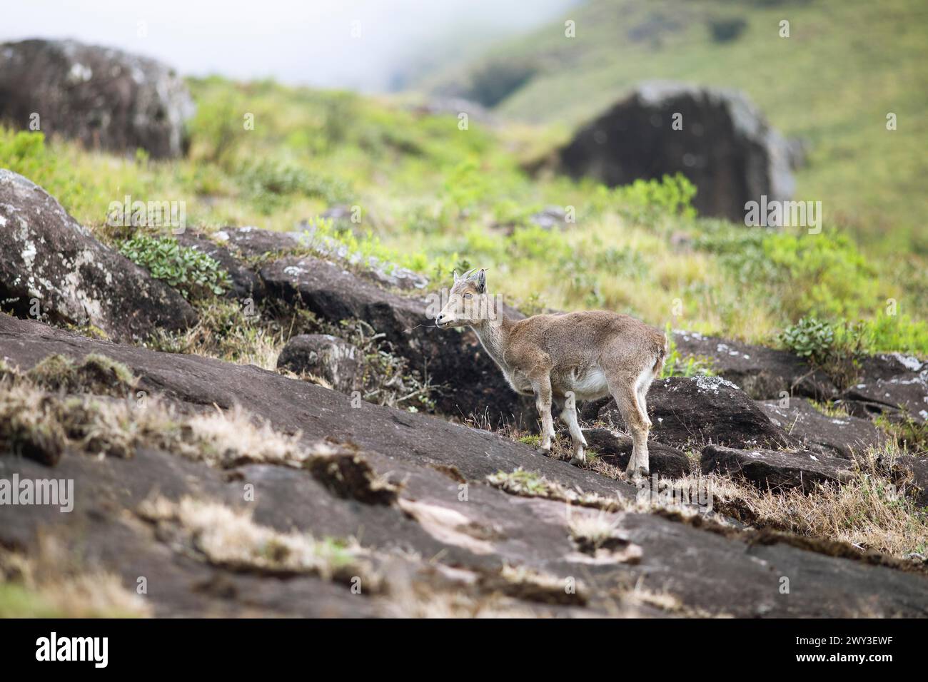 Nilgiri tahr (Nilgiritragus hylocrius, until 2005 Hemitragus hylocrius ...