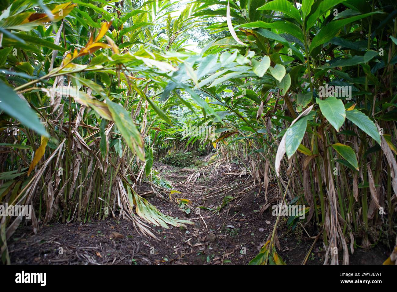 Cardamom plantation kerala hi-res stock photography and images - Alamy